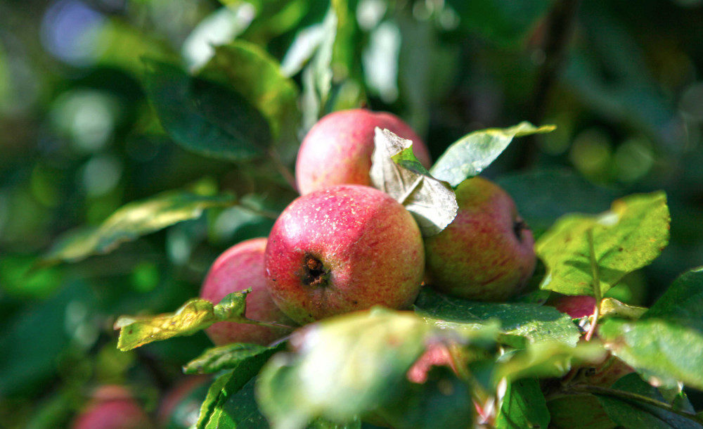 Normandy – apples in the rhythm of centuries -- ProWein Trade Fair